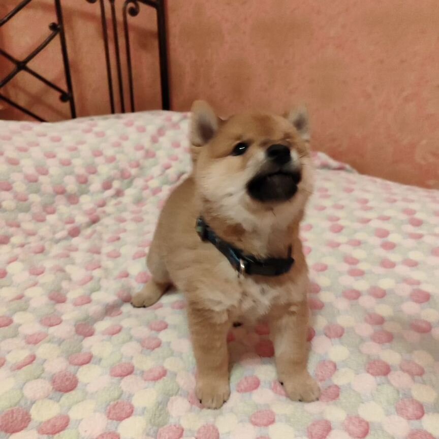 Сиба Ину очаровательные щенки мальчики