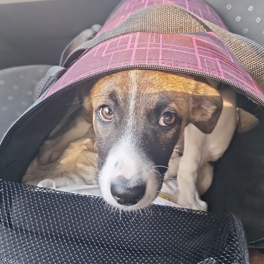 Собака щенок в добрые руки