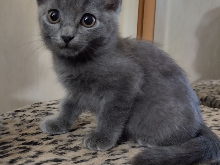 Русская голубая