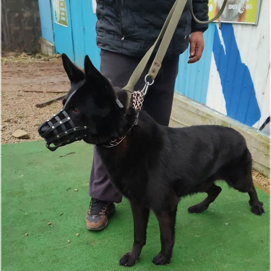 Немецкая овчарка, взрослый пёс