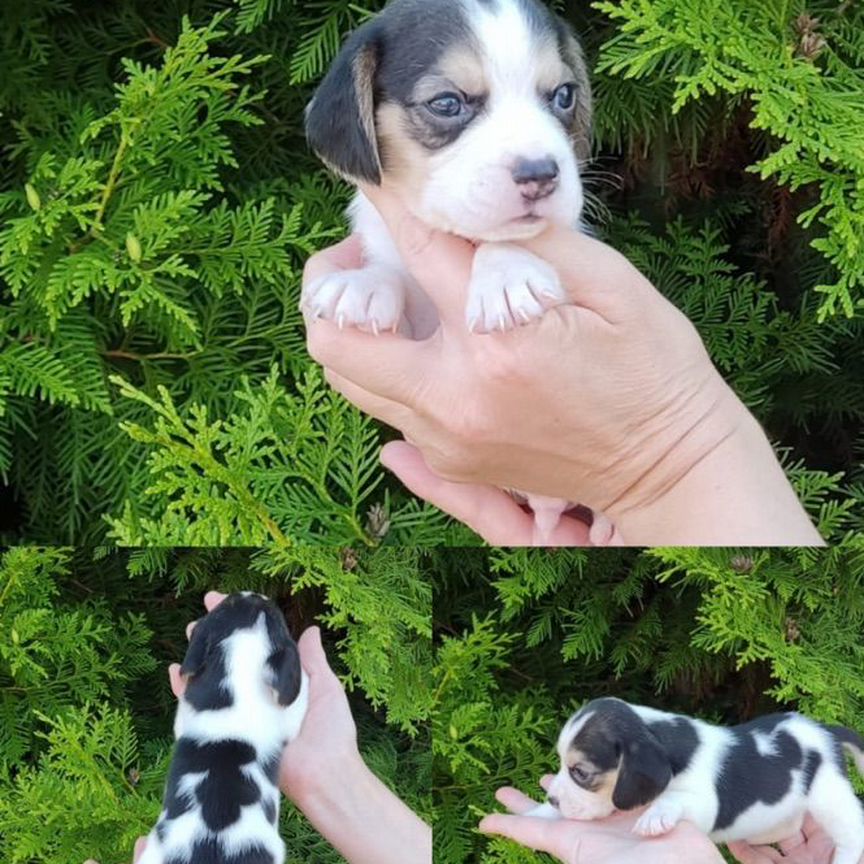 Щенки бигль