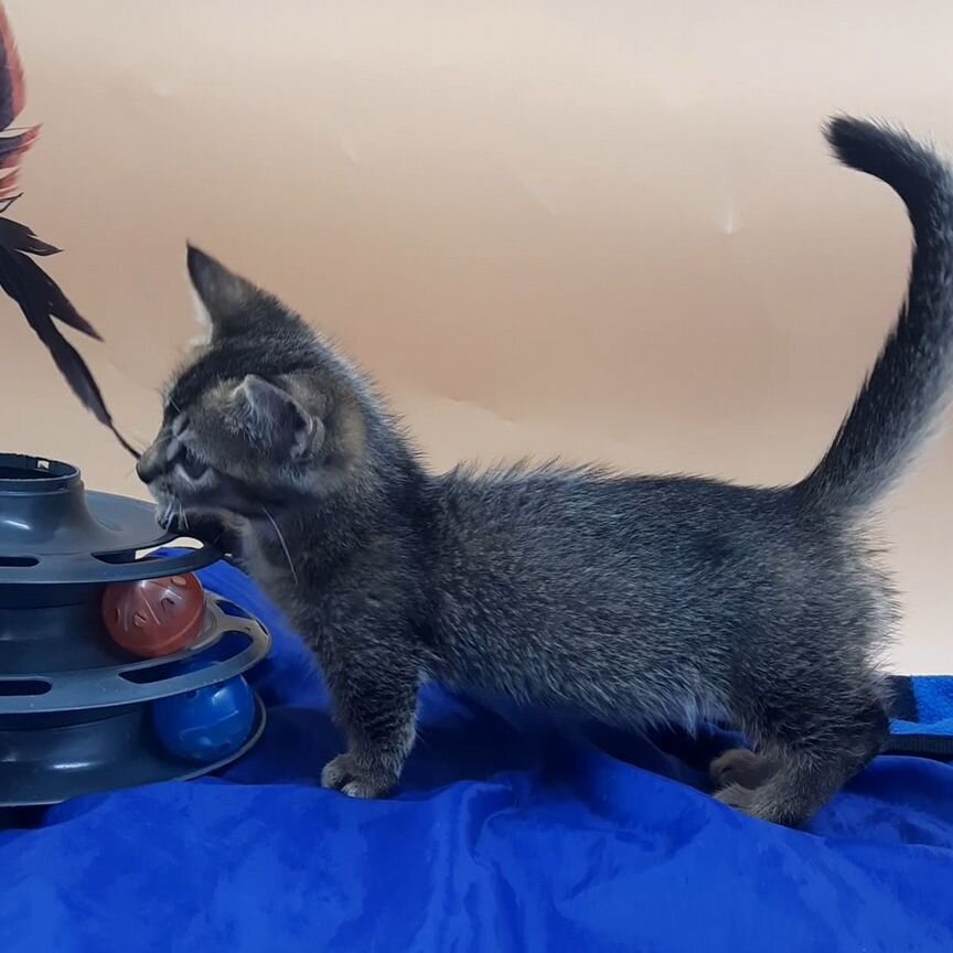 Манчкин красавчик