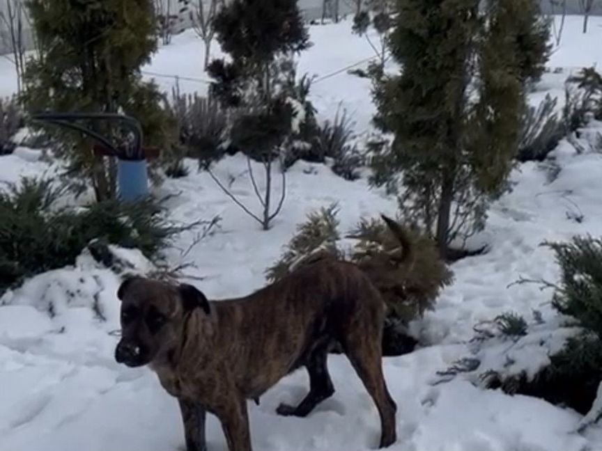 Кане Корсо девочка 2 года, окрас тигровый