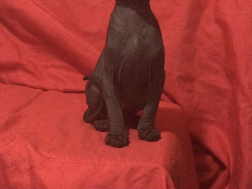 Канадские мальчишки