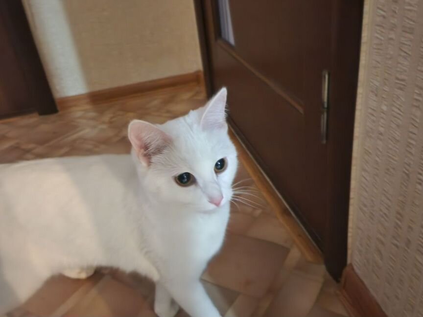 Кошка ищет дом