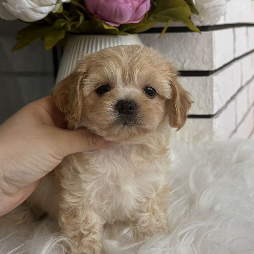 Карамельки щенки мальтипу ф1