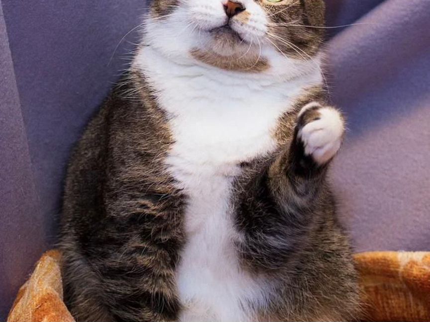 Зеленоглазая кошка Флоки