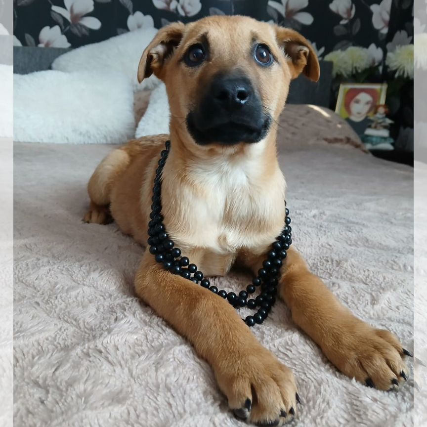 Фея ищет дом и любящую семью