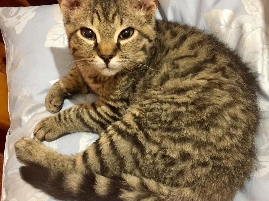 Кудрявая кошка