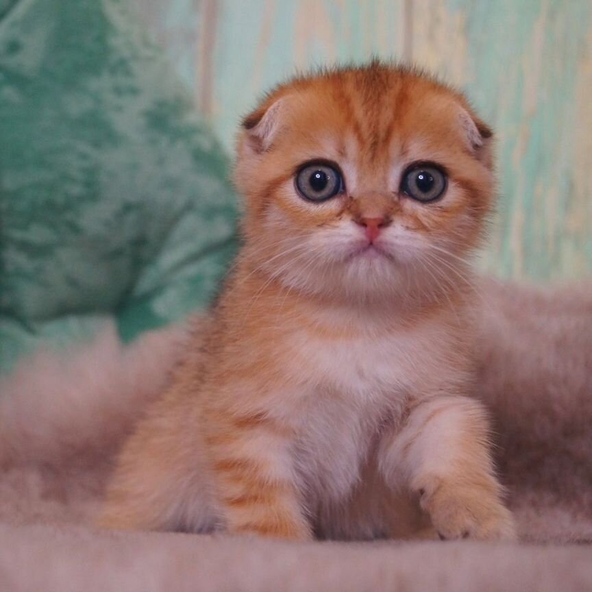 Золотой котик