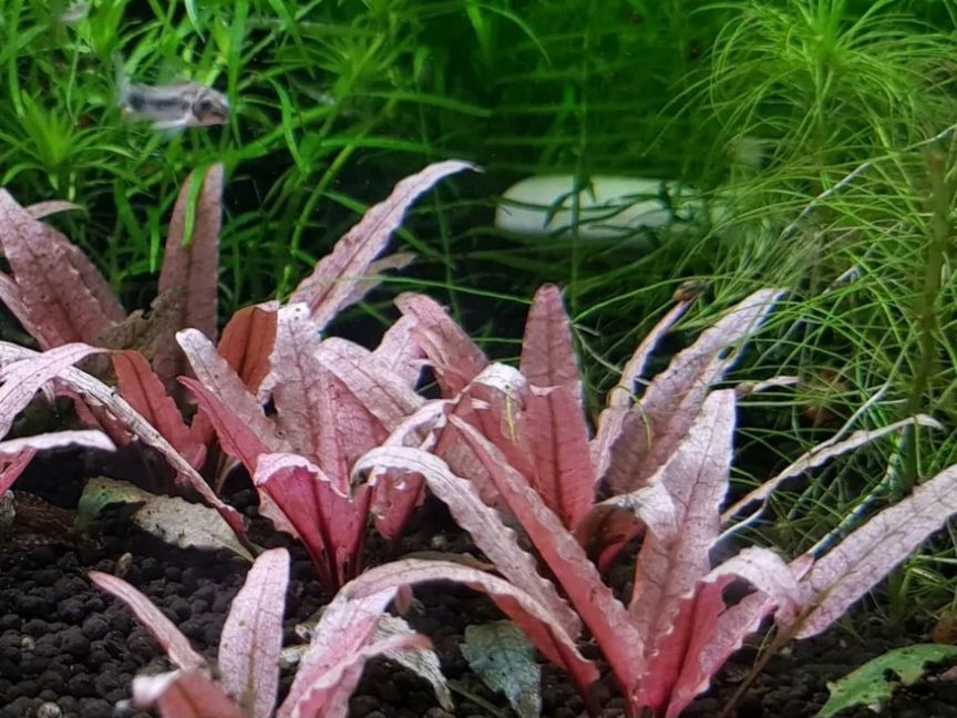 Аквариумное растение Криптокарины