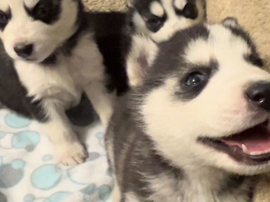 Щенки сибирской хаски,1 мес