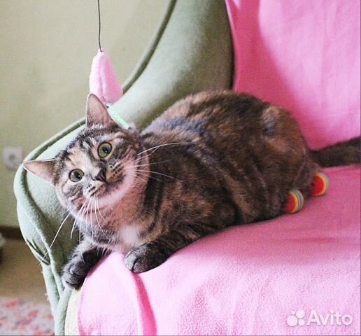 Кошка-улыбака очень хочет домой