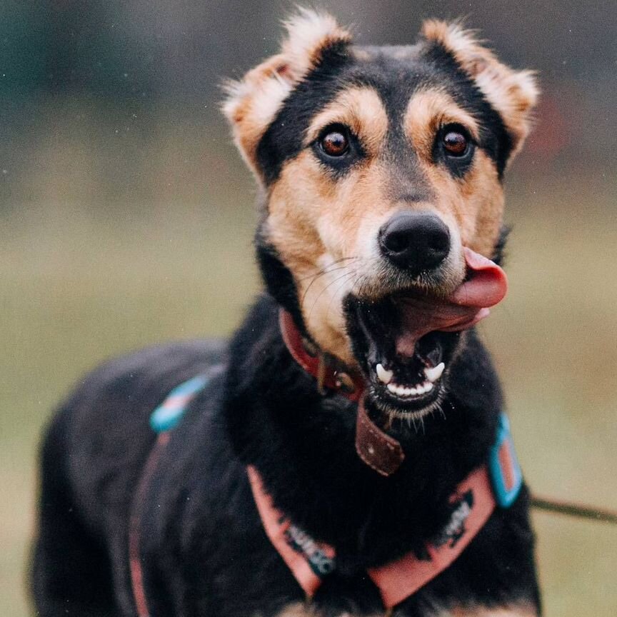 Взрослая собака в добрые руки