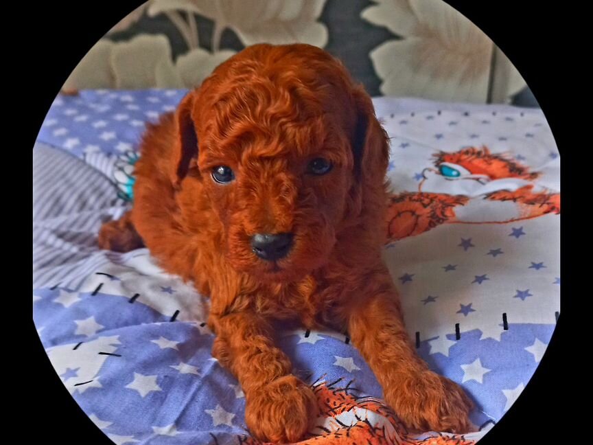 Той-пудель ред braun