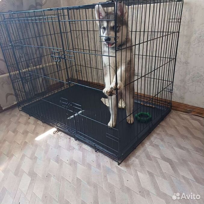 Щенок хаски ищет свой дом(+клетка)