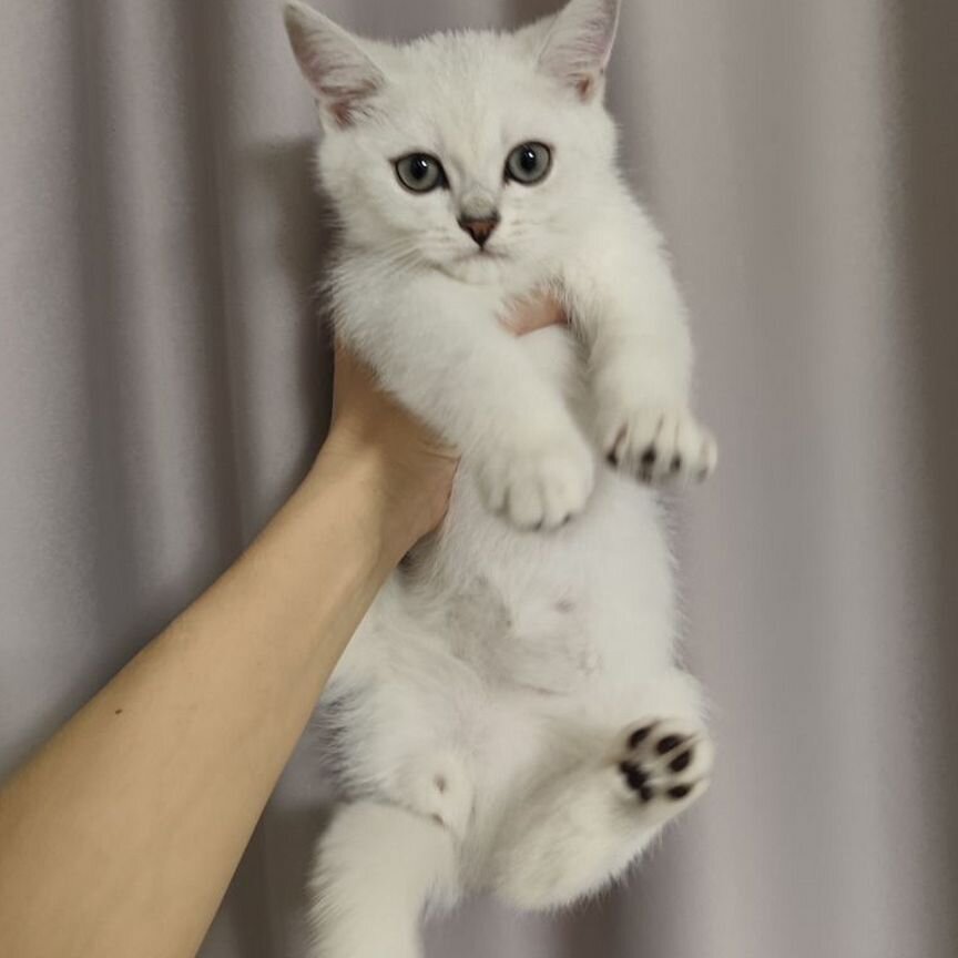 Британский короткошёрстный котёнок