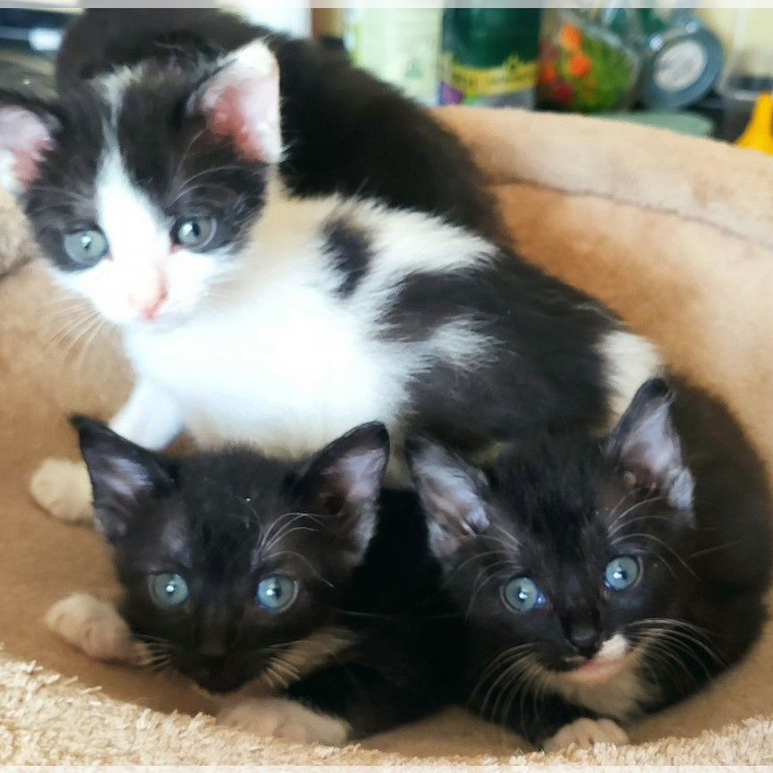 Котята в самые ответственные руки
