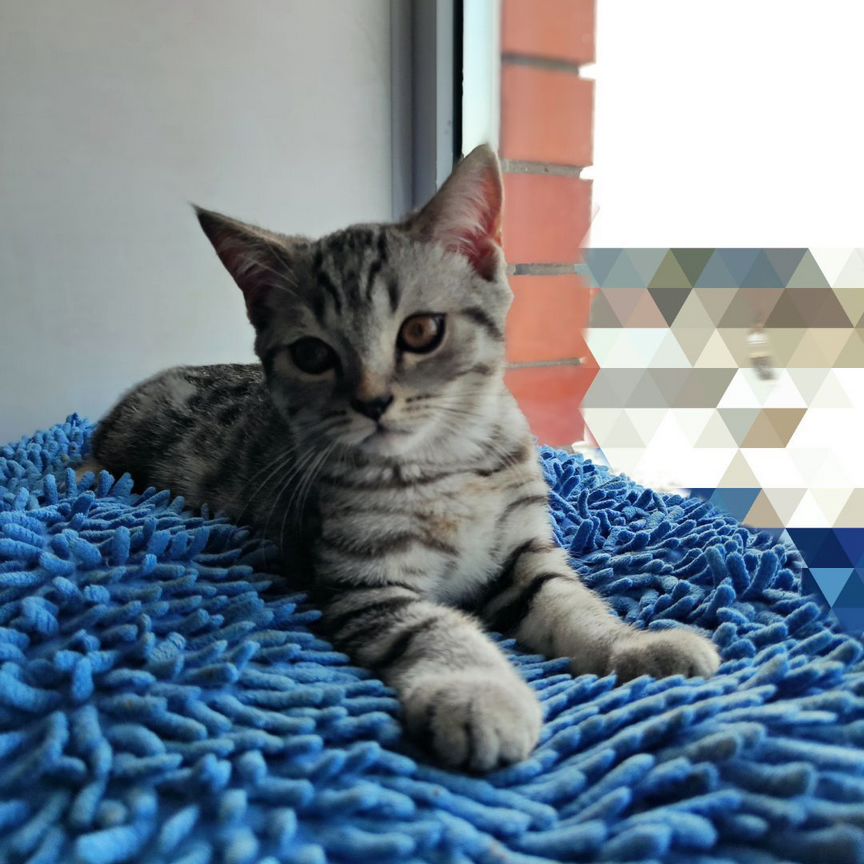 Британский кот