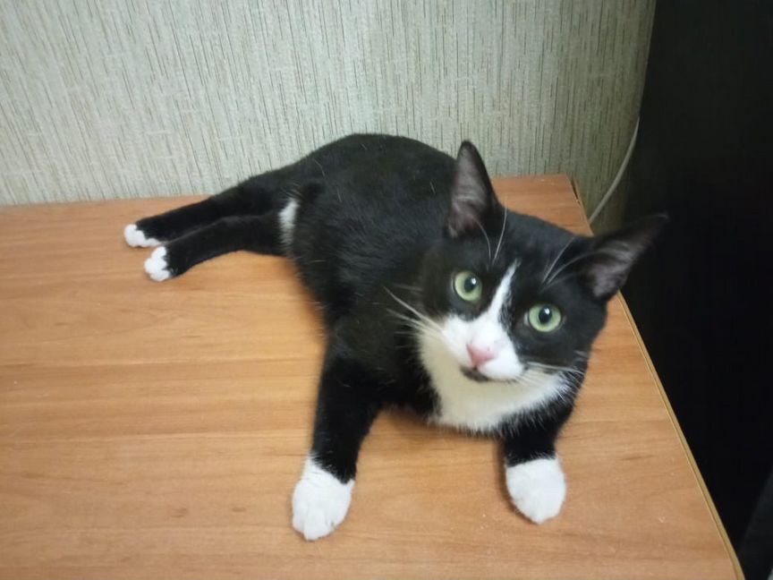 Котик ищет дом