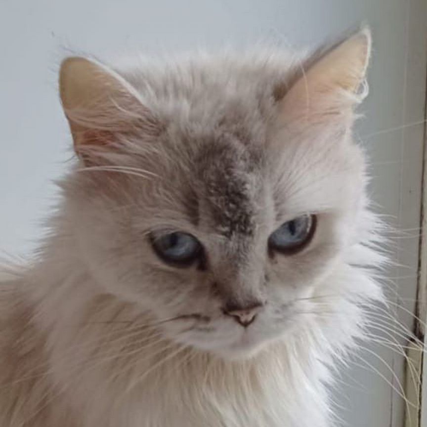 Котенок девочка норвежская