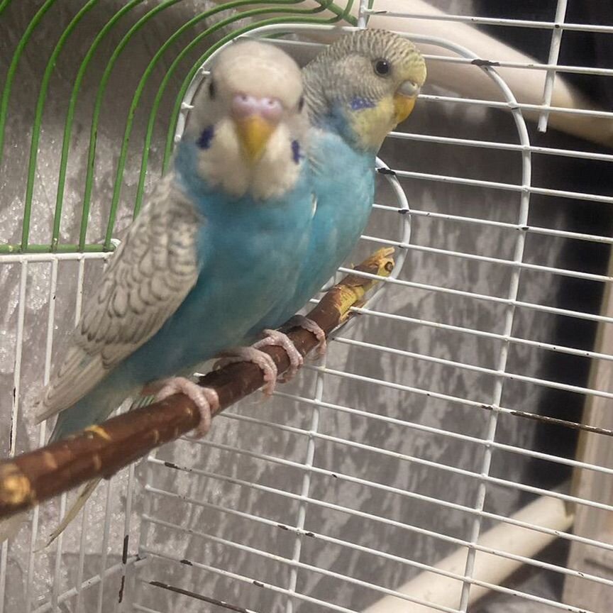 Волнистый попугай ручной