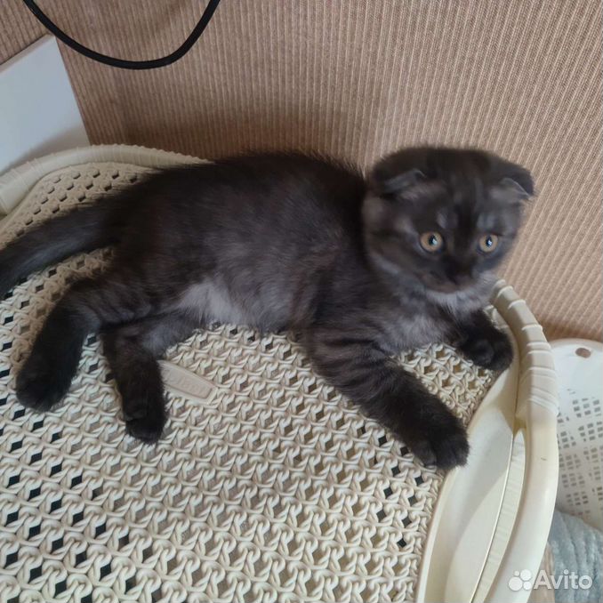 Шотландский котëнок в добрые руки