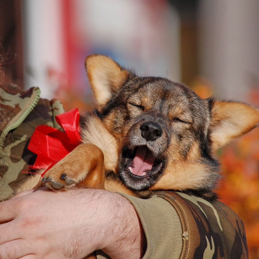 Собака мальчик в добрые руки