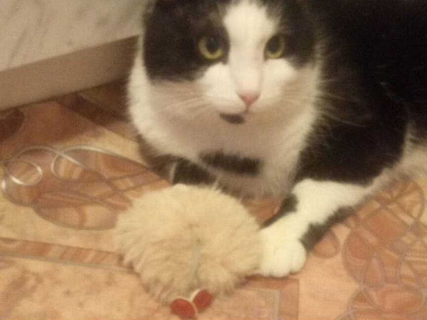 Ласковый душевный кот