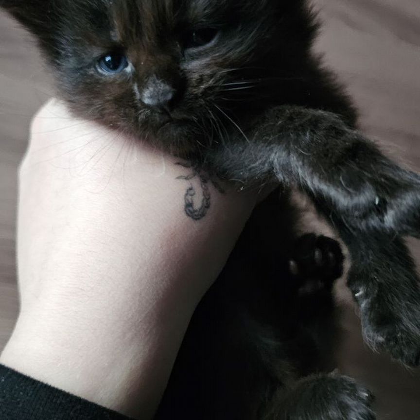 Котята мейн-кун