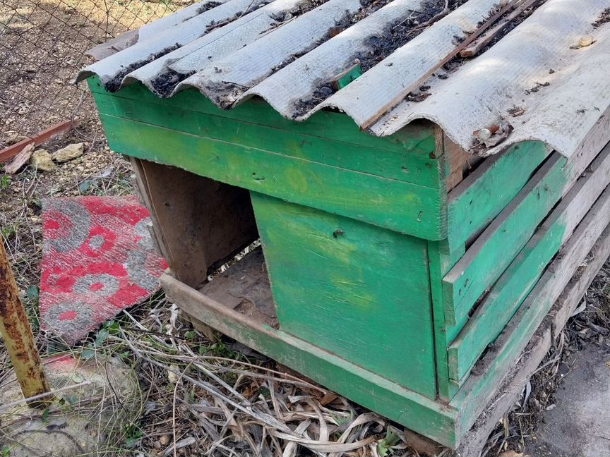 Собачья будка