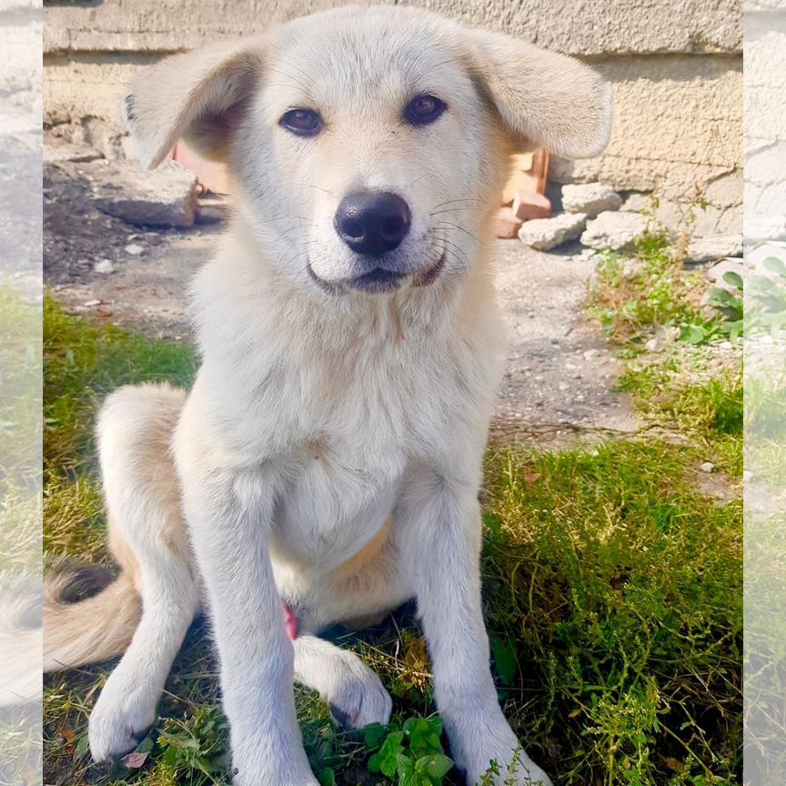 Метис акиту Пряник в дар