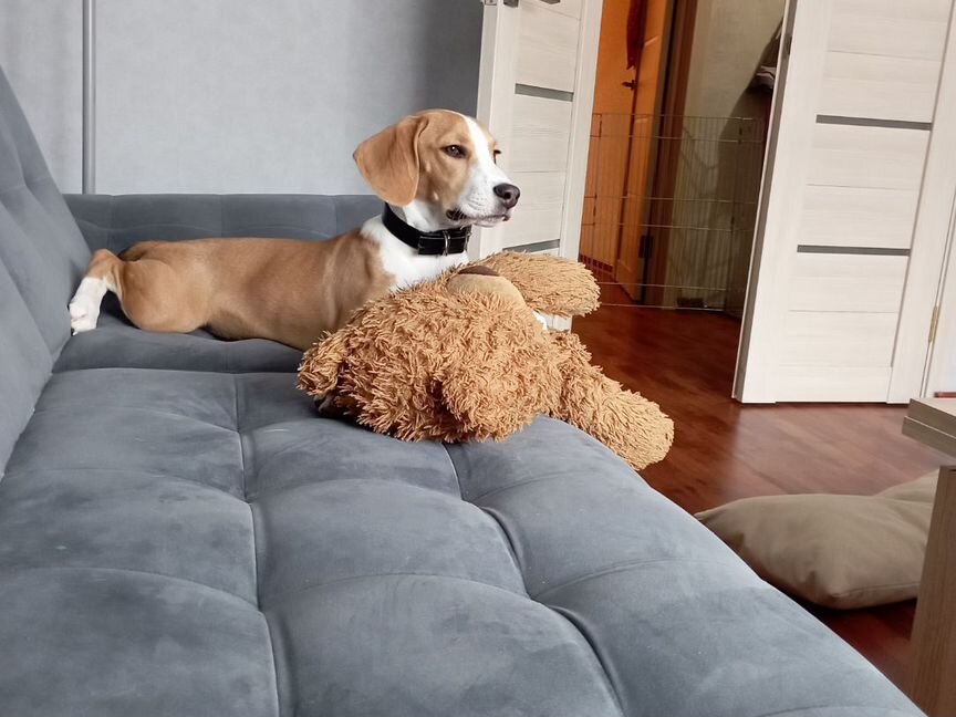 Отдам собаку в добрые руки