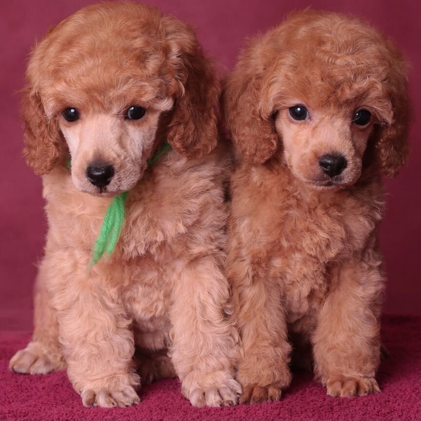 Миниатюрный пудель абрикосового окраса