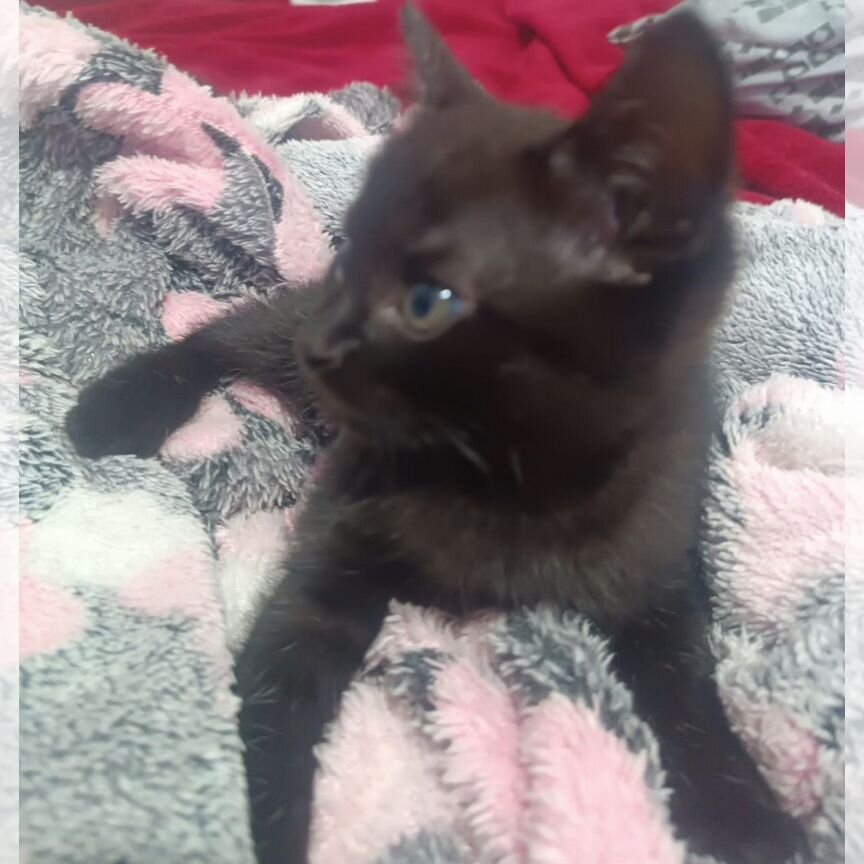 Котики