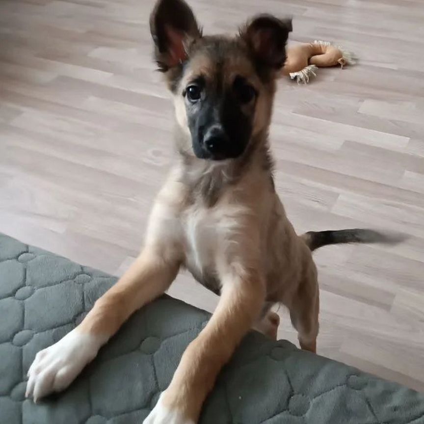 Щенок в добрые руки