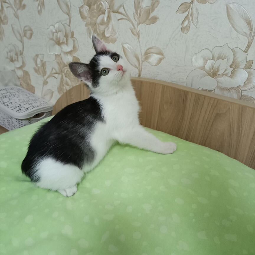 Котята в добрые руки бесплатно