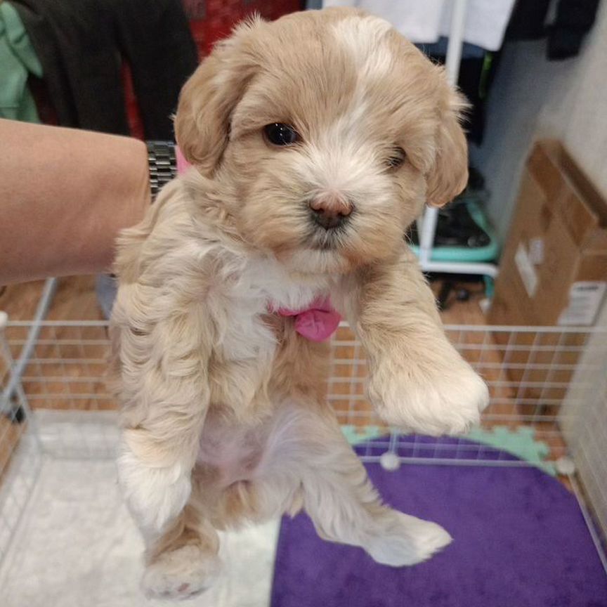 Мальтипу, щенок