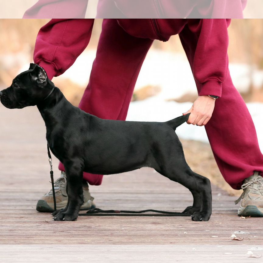 Кане-корсо, щенок