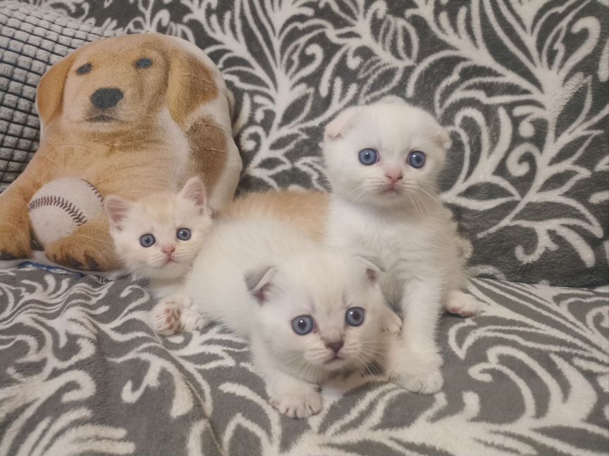Шотландские котята