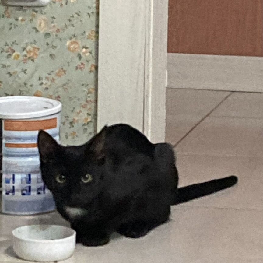 Молодой котик