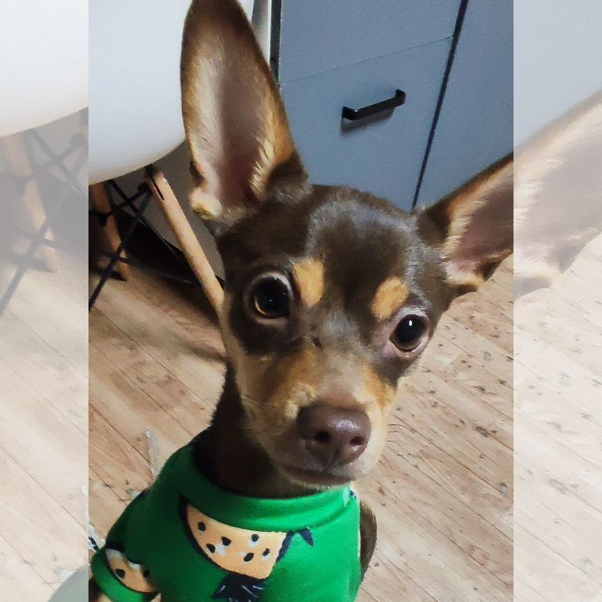 Английский той-терьер, щенок