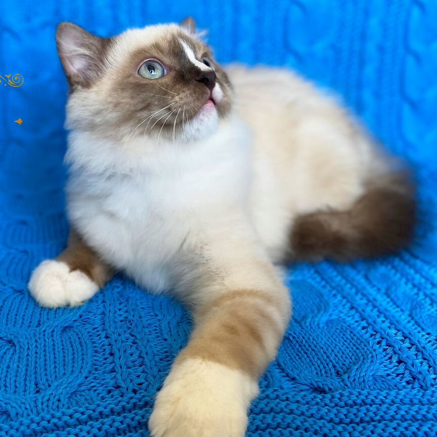 Нежный котёнок манчкин (скоттиш килт)