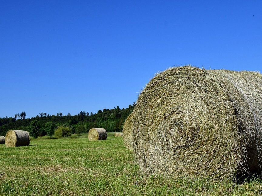 Продам сено в рулонах