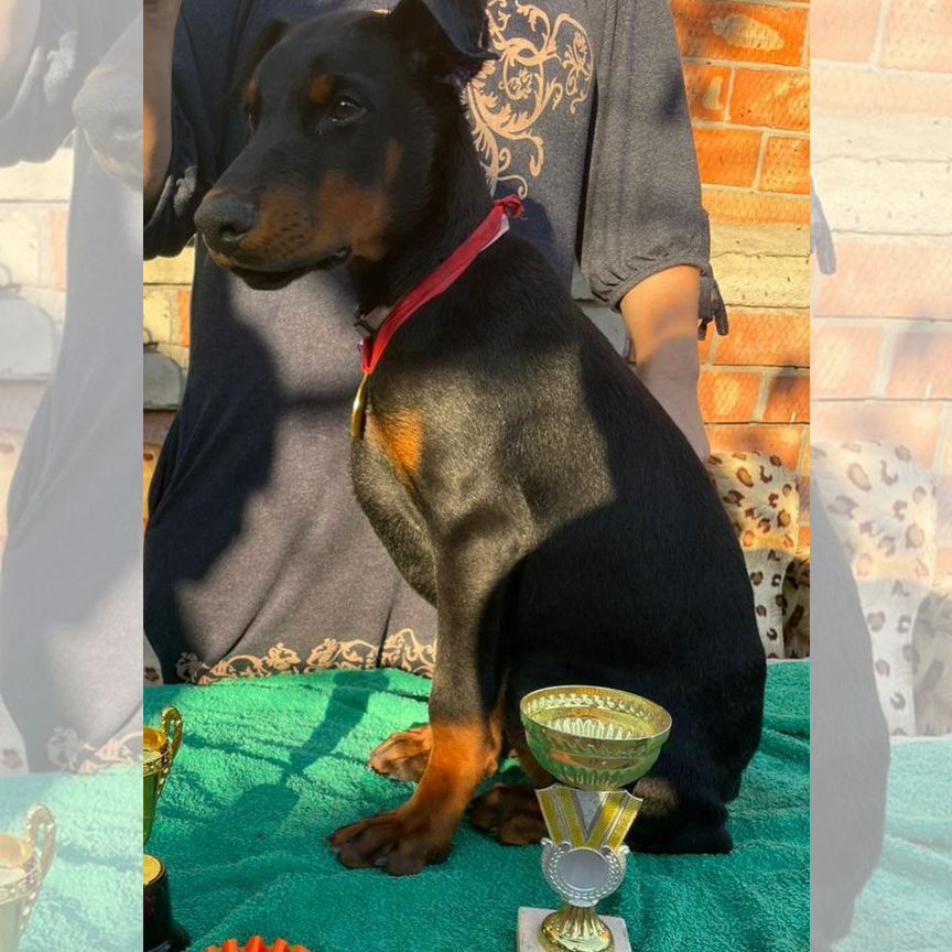 Щенки добермана с документами РКФ