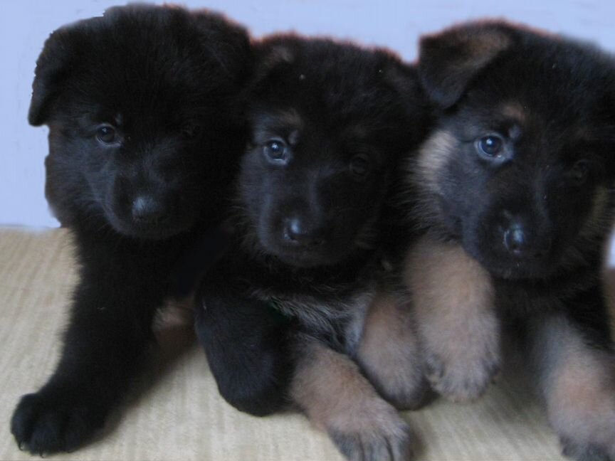 Щенки Немецкой овчарки