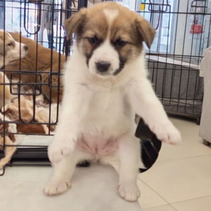 Щенок в добрые руки