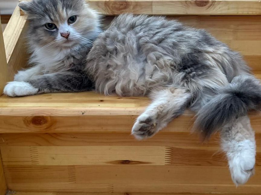 Кошка