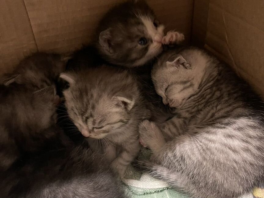 Вислоухое счастье