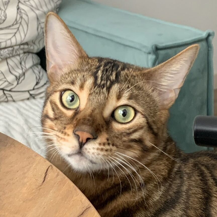 Бенгал-подросток